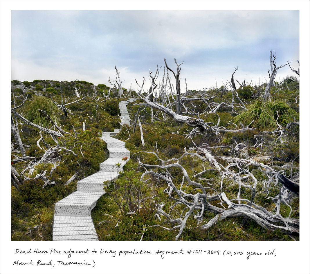Gallery: The oldest living things in the world